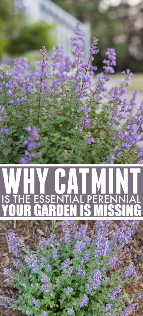 Growing Catmint - Delightful and Well-Behaved - The Creek Line House