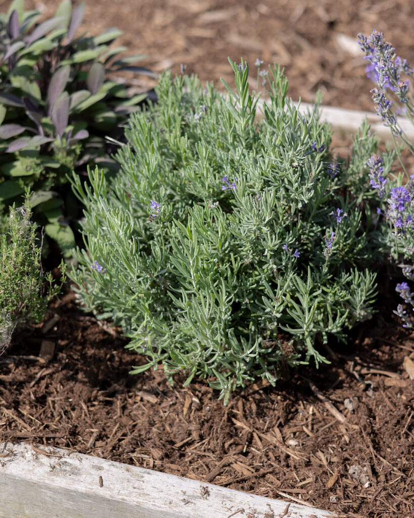 Lavender Plant Care: Growing Amazing Lavender in Your Garden - The ...