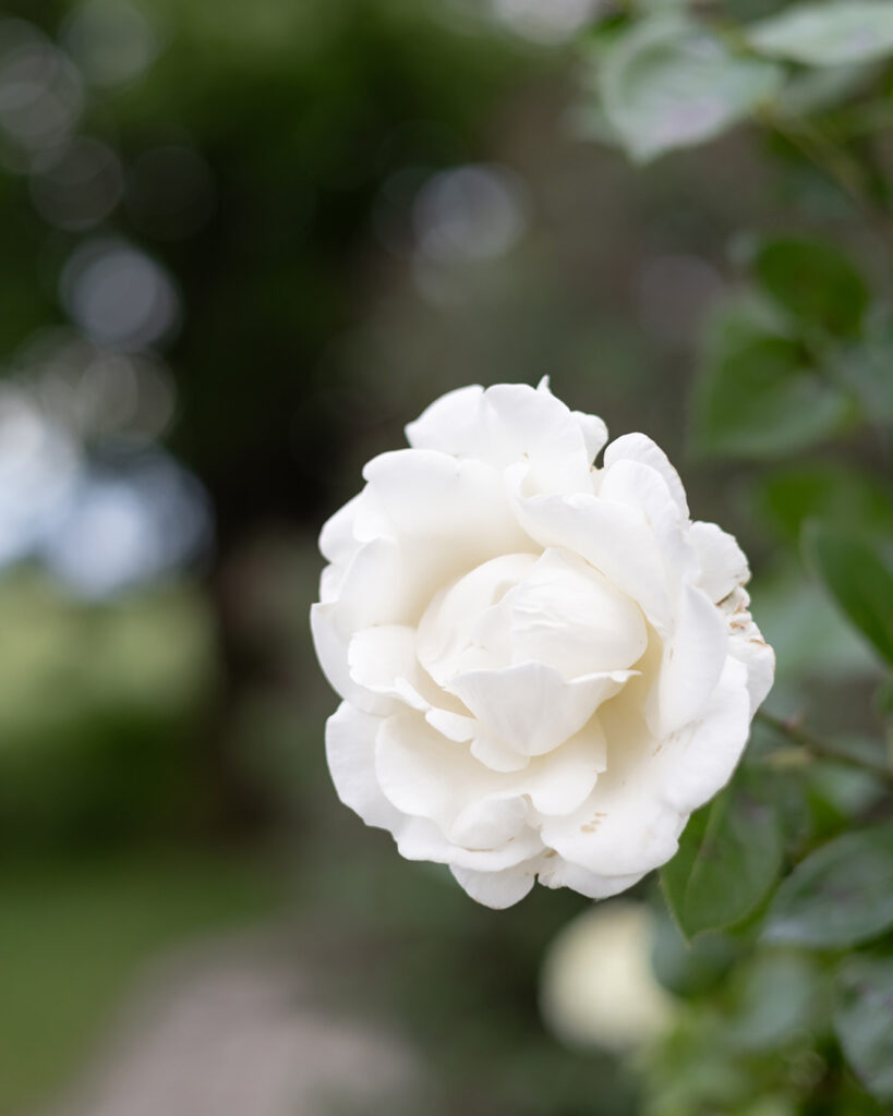 What to Do When You See Yellow Leaves on Roses - The Creek Line House