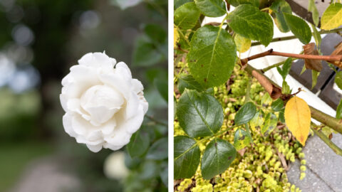 What to Do When You See Yellow Leaves on Roses - The Creek Line House