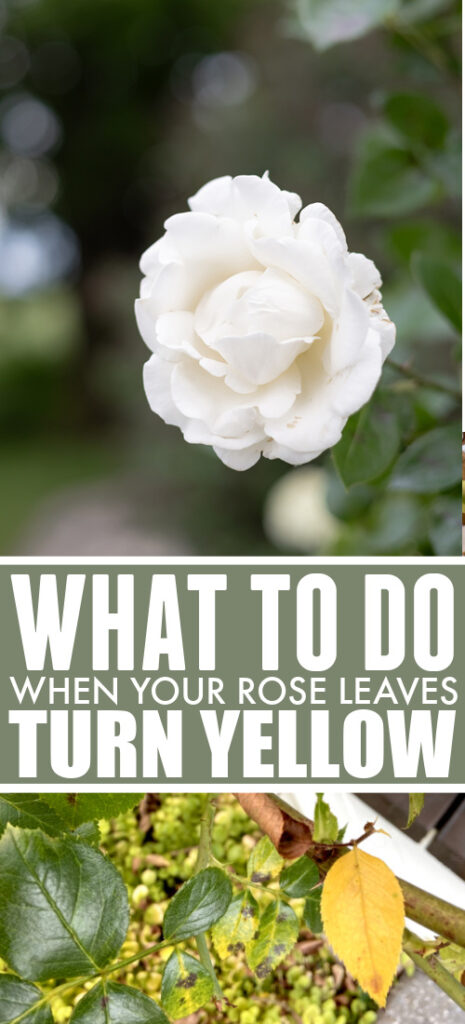 What to Do When You See Yellow Leaves on Roses - The Creek Line House