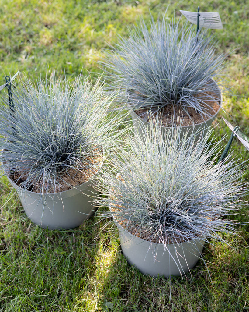 Blue Fescue Grass: Easy Care and Planting Guide - The Creek Line House