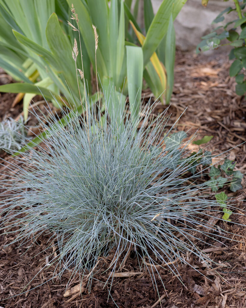 Blue Fescue Grass: Easy Care and Planting Guide - The Creek Line House