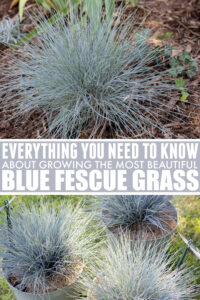 Blue Fescue May Be Exactly What Your Perennial Garden Needs - The Creek ...