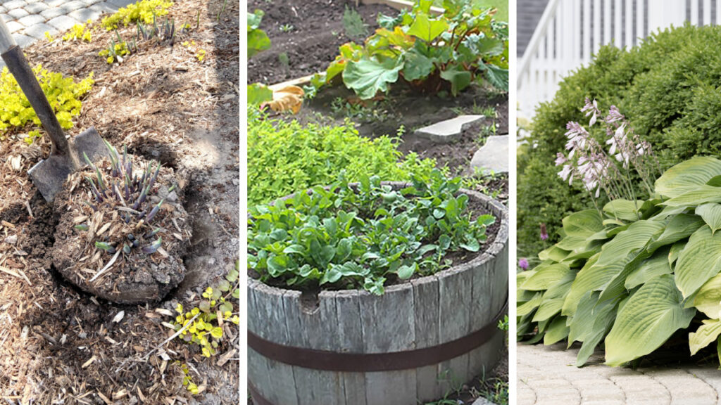 Easy Gardening Shortcuts for Beginners - The Creek Line House