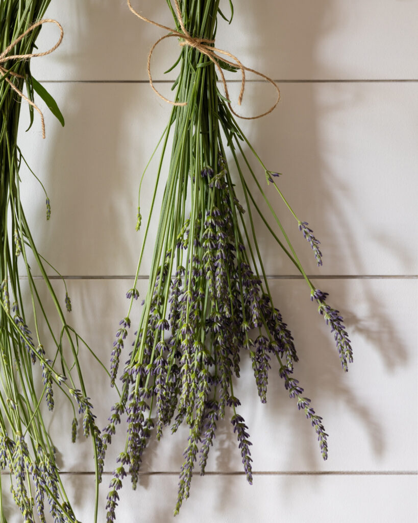 How to Dry Lavender From the Garden - The Creek Line House