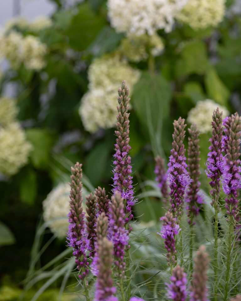 The Secret to Growing the Best Liatris (Blazing Star) - The Creek Line ...