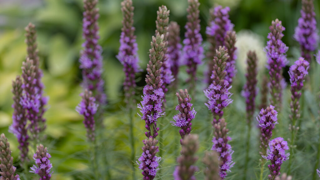 The Secret to Growing the Best Liatris (Blazing Star) - The Creek Line ...