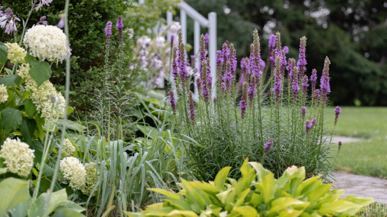 The Secret to Growing the Best Liatris (Blazing Star) - The Creek Line ...
