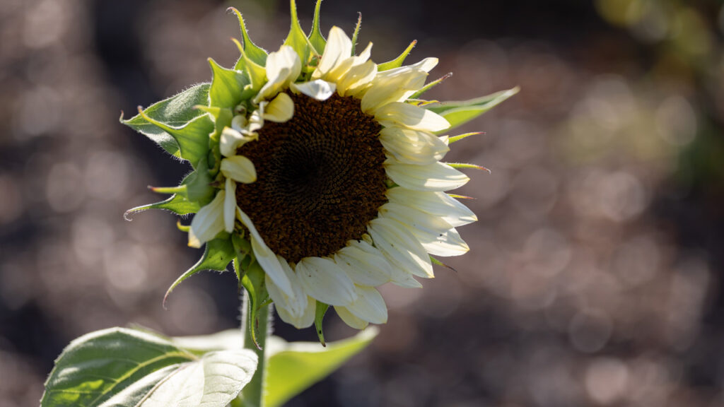 The Best White Sunflowers to Grow in Your Garden - The Creek Line House