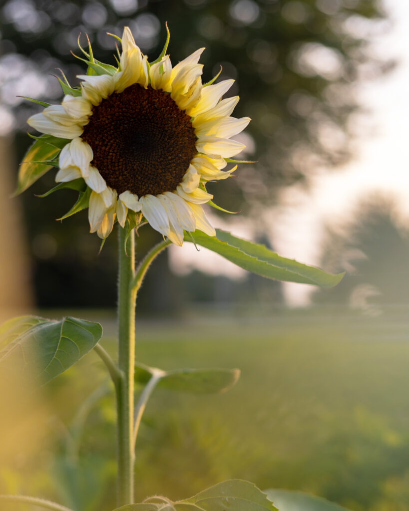 The Best White Sunflowers to Grow in Your Garden - The Creek Line House