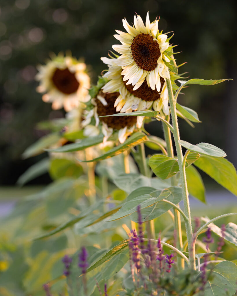 The Best White Sunflowers to Grow in Your Garden - The Creek Line House