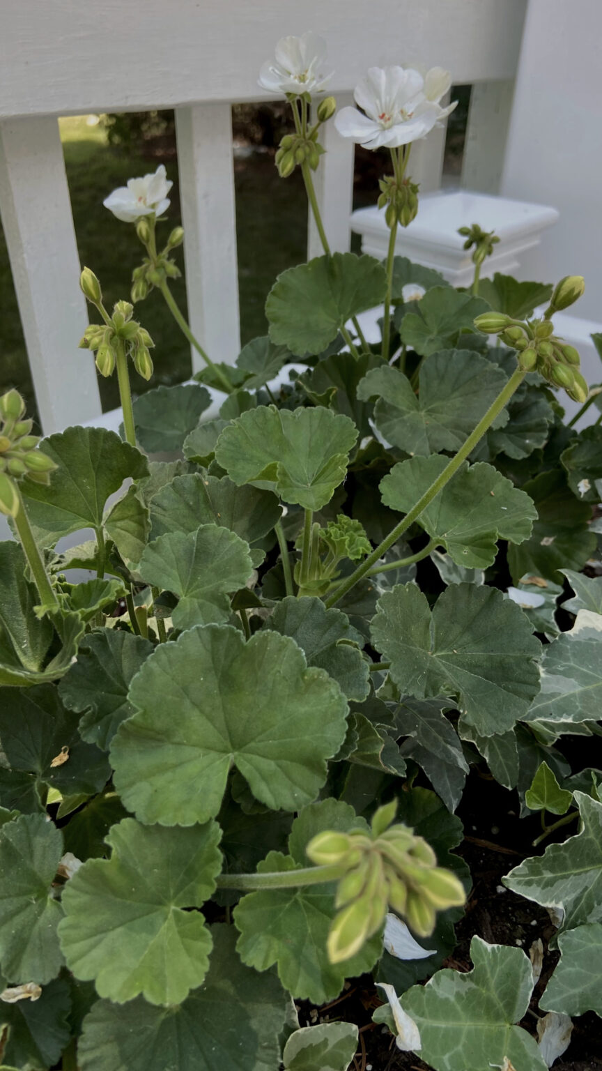 Fixing Leggy Geraniums: The Trick to Keep Them Lush and Full - The ...