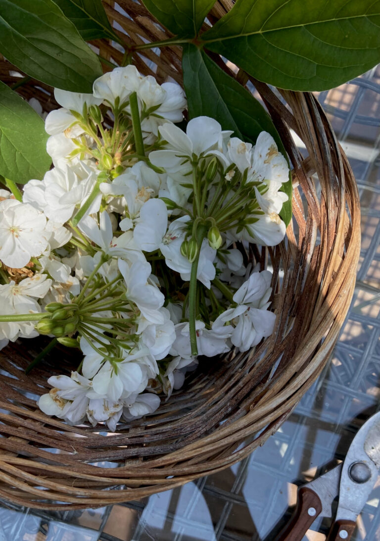 Fixing Leggy Geraniums: The Trick to Keep Them Lush and Full - The ...