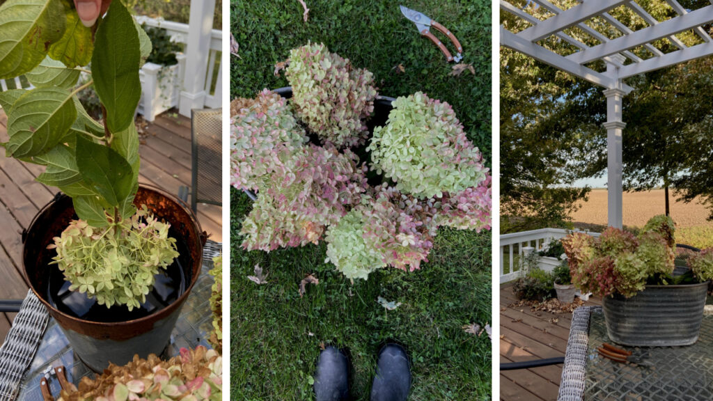 How to Remove Bugs from Cut Hydrangeas - The Creek Line House