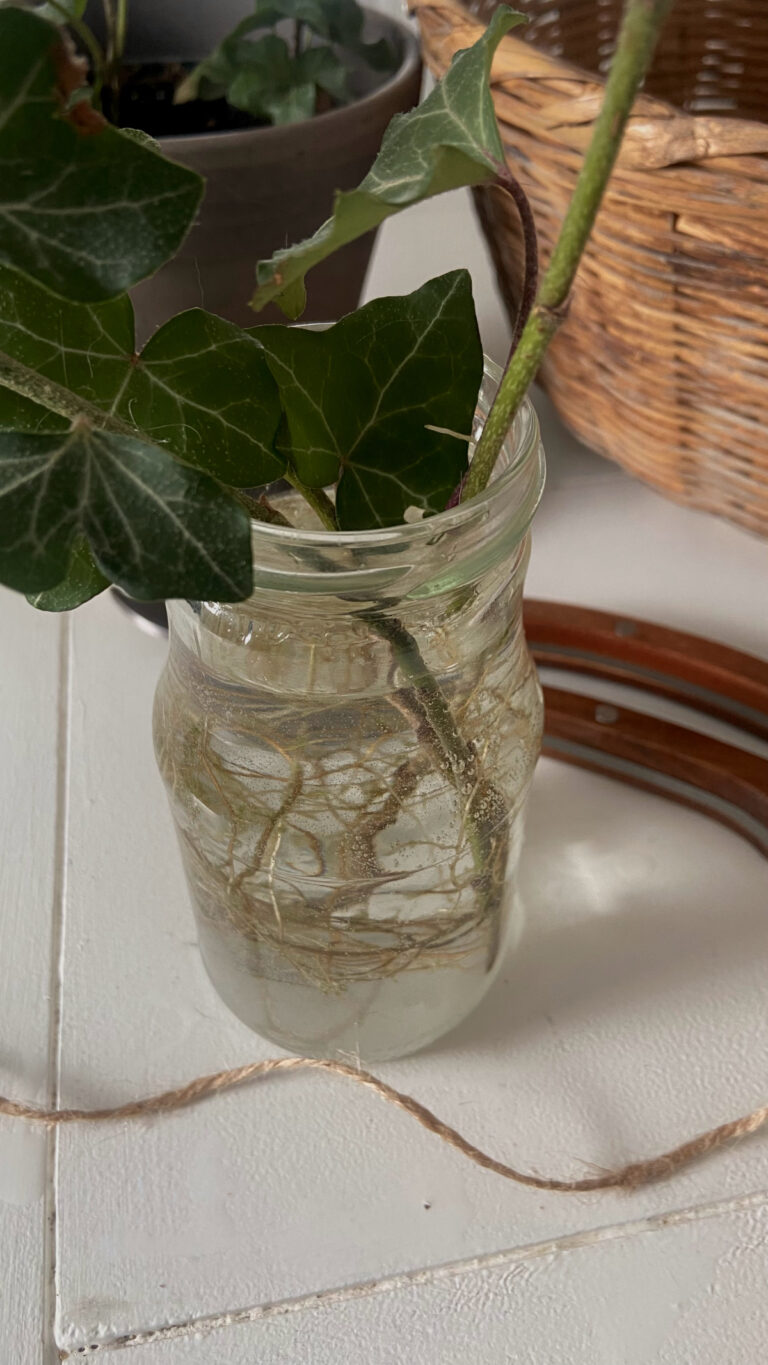 How to Propagate Ivy Plants - The Creek Line House